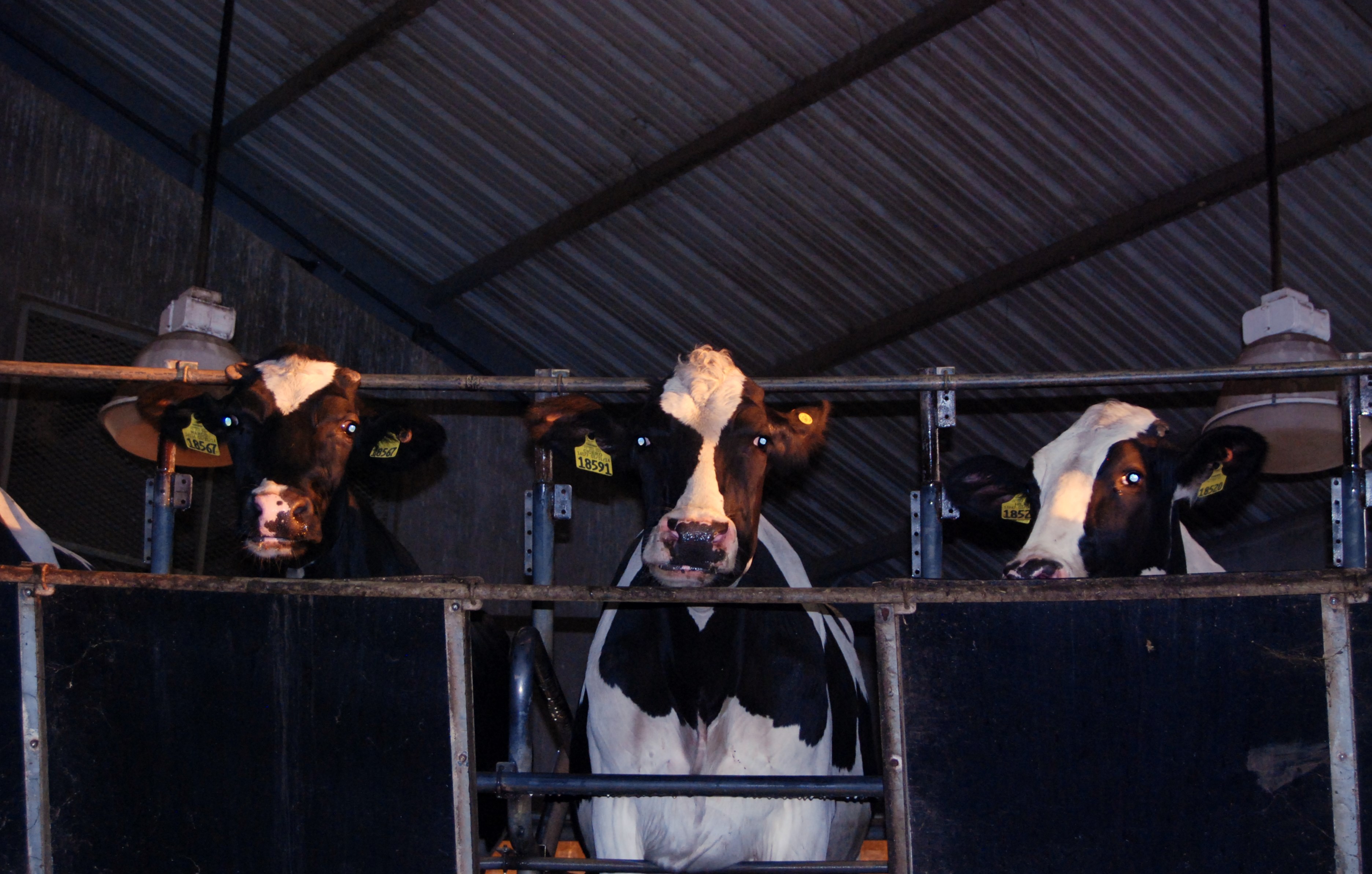 Generations of the California Dairy Industry – Yesterday, Today and ... Generations of the California Dairy Industry – Yesterday, Today and ...