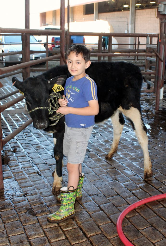Showing dairy cattle is a growing community - Valley Voice