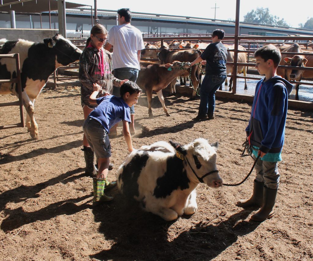 Showing dairy cattle is a growing community - Valley Voice