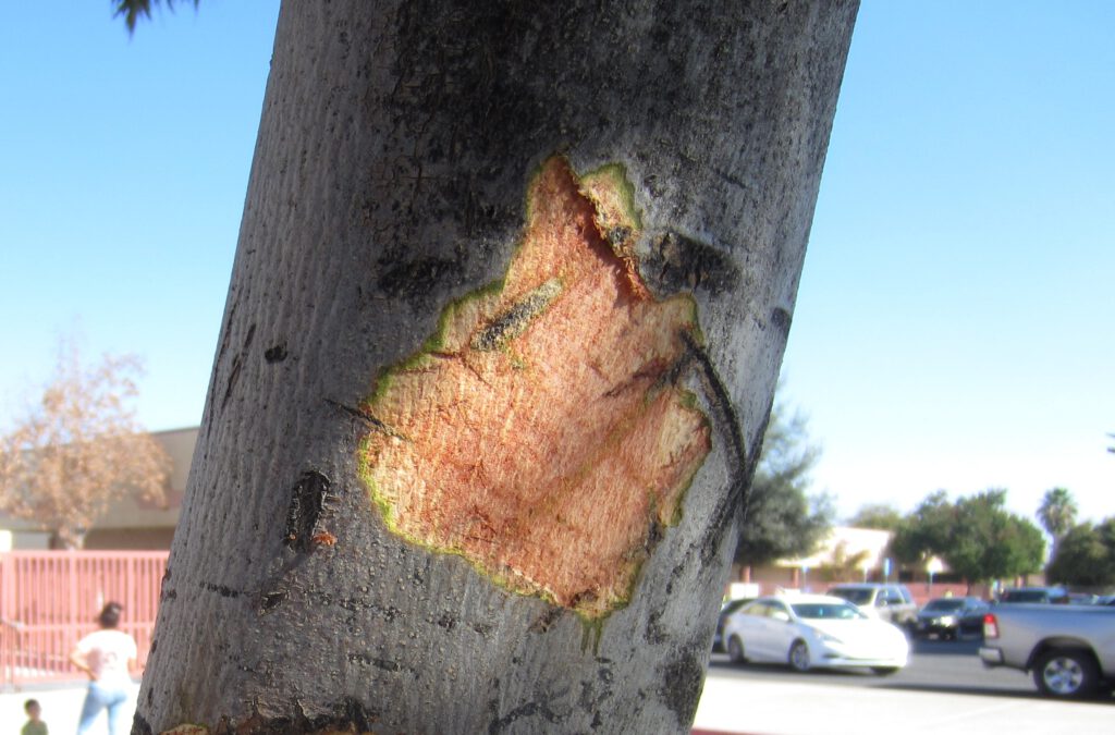 Porterville residents say swastikas were visible for “years” - Valley Voice