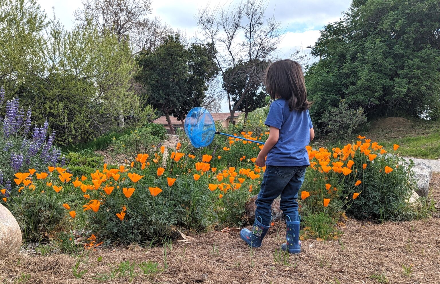 Flower Treasure Hunt at the Tule River Parkway - Valley Voice